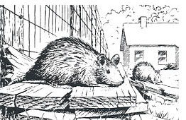 Municipal Rodent Management Fact Sheet